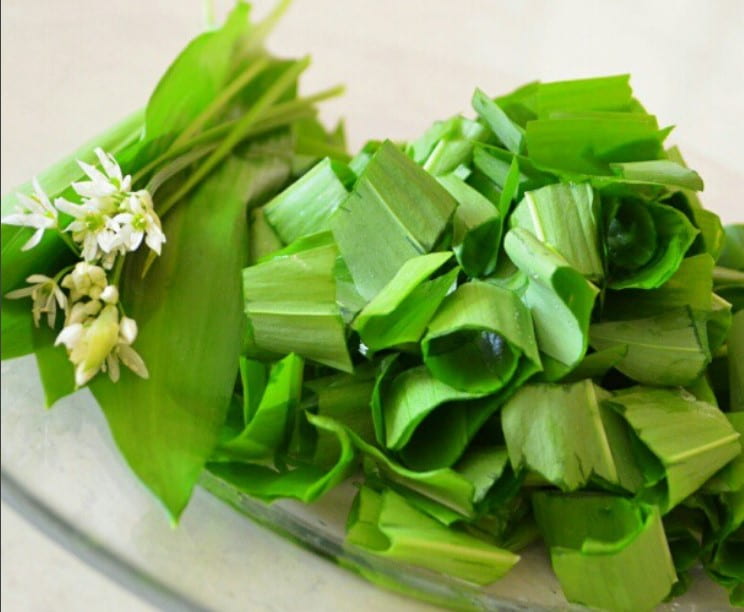 Gozdni česen - VegiLandija